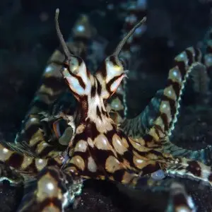 Mimic octopus - Facts, Diet, Habitat & Pictures on Animalia.bio