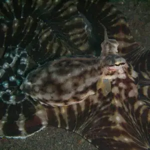 Mimic octopus - Facts, Diet, Habitat & Pictures on Animalia.bio