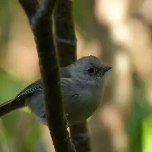 Whitehead - Facts, Diet, Habitat & Pictures on Animalia.bio