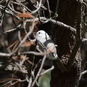 Whitehead - Facts, Diet, Habitat & Pictures on Animalia.bio