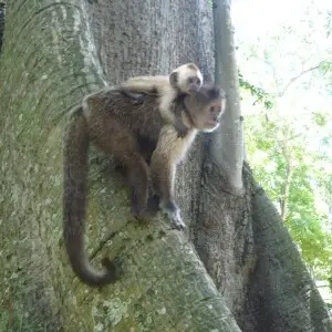 Wedge-capped capuchin - Facts, Diet, Habitat & Pictures on Animalia.bio