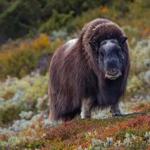 Muskox - Facts, Diet, Habitat & Pictures on Animalia.bio