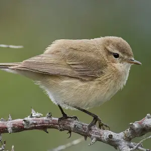 Mountain chiffchaff - Facts, Diet, Habitat & Pictures on Animalia.bio