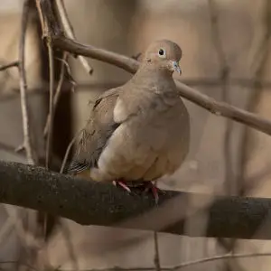 Mourning Dove - Facts, Diet, Habitat & Pictures on Animalia.bio