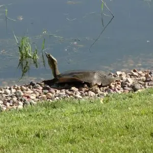 Spiny Softshell Turtle - Facts, Diet, Habitat & Pictures on Animalia.bio