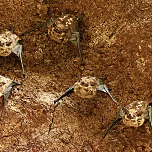 Greater sac-winged bat - Facts, Diet, Habitat & Pictures on Animalia.bio