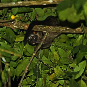 Asian Palm Civet - Facts, Diet, Habitat & Pictures on Animalia.bio