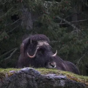 Muskox - Facts, Diet, Habitat & Pictures on Animalia.bio