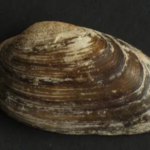 Soft-shell clam - Facts, Diet, Habitat & Pictures on Animalia.bio