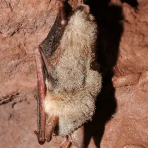 Greater Mouse-Eared Bat - Facts, Diet, Habitat & Pictures on Animalia.bio