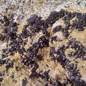 Blue mussel - Facts, Diet, Habitat & Pictures on Animalia.bio