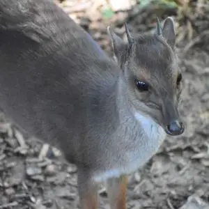 Royal Antelope - Facts, Diet, Habitat & Pictures on Animalia.bio