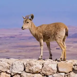 Nubian Ibex - Facts, Diet, Habitat & Pictures on Animalia.bio