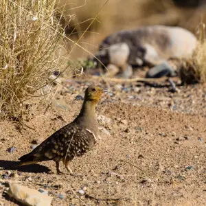 Namaqua sandgrouse - Facts, Diet, Habitat & Pictures on Animalia.bio