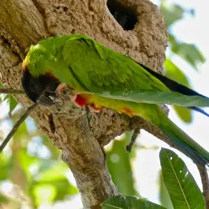 Nanday Parakeet - Facts, Diet, Habitat & Pictures on Animalia.bio