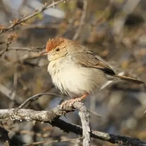 Neddicky - Facts, Diet, Habitat & Pictures on Animalia.bio