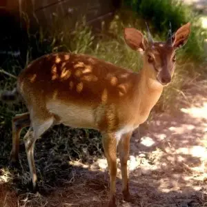 Suni - Facts, Diet, Habitat & Pictures on Animalia.bio