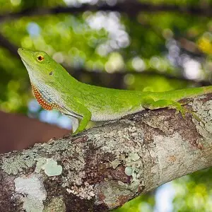 Neotropical green anole - Facts, Diet, Habitat & Pictures on Animalia.bio