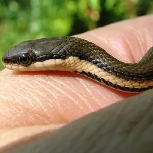 Queen Snake - Facts, Diet, Habitat & Pictures on Animalia.bio