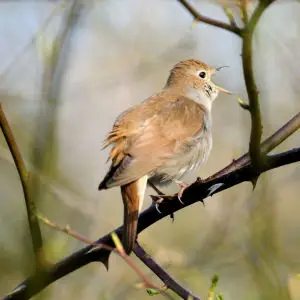 Nightingale - Facts, Diet, Habitat & Pictures on Animalia.bio