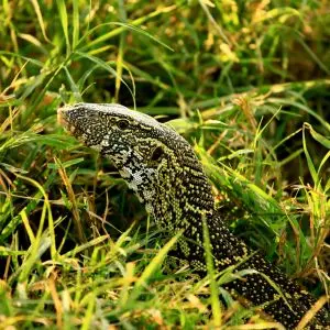 Nile Monitor - Facts, Diet, Habitat & Pictures on Animalia.bio