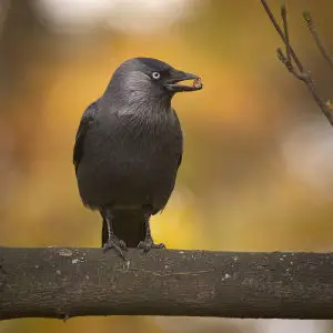 Western Jackdaw - Facts, Diet, Habitat & Pictures on Animalia.bio