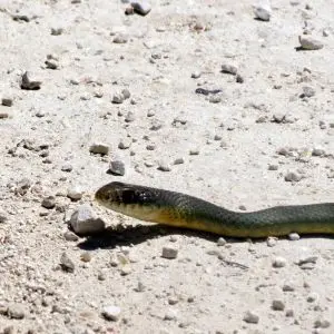 Eastern Racer - Facts, Diet, Habitat & Pictures on Animalia.bio