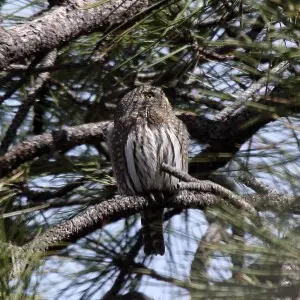 Mountain pygmy owl - Facts, Diet, Habitat & Pictures on Animalia.bio