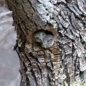 Mountain pygmy owl - Facts, Diet, Habitat & Pictures on Animalia.bio