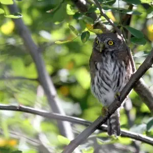 Mountain pygmy owl - Facts, Diet, Habitat & Pictures on Animalia.bio