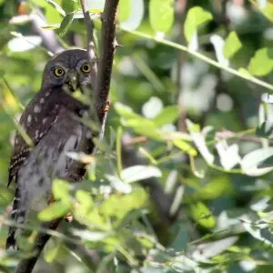 Mountain pygmy owl - Facts, Diet, Habitat & Pictures on Animalia.bio
