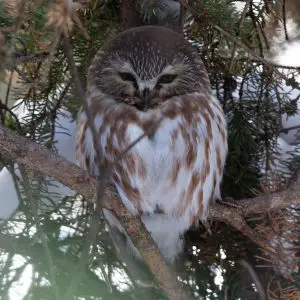 Northern Saw-Whet Owl - Facts, Diet, Habitat & Pictures on Animalia.bio