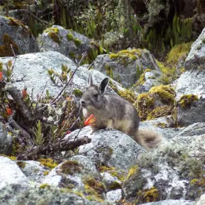 Northern viscacha - Facts, Diet, Habitat & Pictures on Animalia.bio