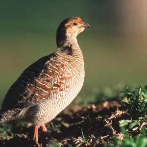 Grey francolin - Facts, Diet, Habitat & Pictures on Animalia.bio