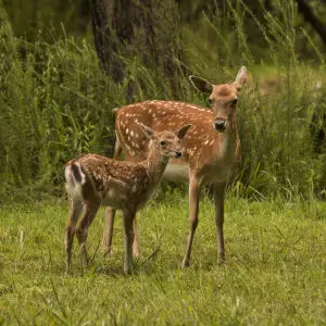 Fallow Deer - Facts, Diet, Habitat & Pictures on Animalia.bio