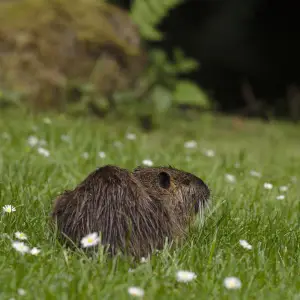 Coypu - Facts, Diet, Habitat & Pictures on Animalia.bio