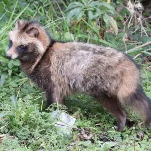 Japanese raccoon dog - Facts, Diet, Habitat & Pictures on Animalia.bio