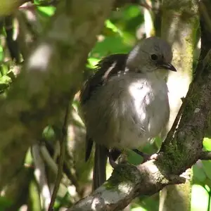 Whitehead - Facts, Diet, Habitat & Pictures on Animalia.bio