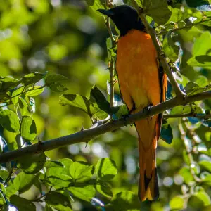 Orange minivet - Facts, Diet, Habitat & Pictures on Animalia.bio