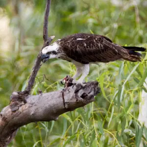 Pandion cristatus - факти, дієта, ареал і фотографії на Animalia.bio