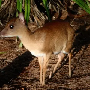 Suni - Facts, Diet, Habitat & Pictures on Animalia.bio