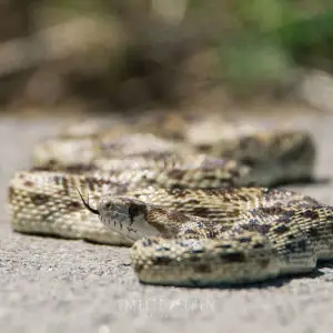 Gopher Snake - Facts, Diet, Habitat & Pictures on Animalia.bio