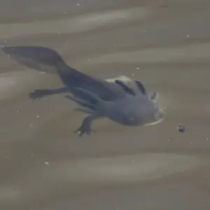 Tiger salamander - Facts, Diet, Habitat & Pictures on Animalia.bio