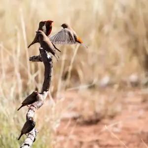 Painted finch - Facts, Diet, Habitat & Pictures on Animalia.bio