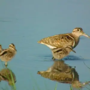 Greater painted-snipe - Facts, Diet, Habitat & Pictures on Animalia.bio
