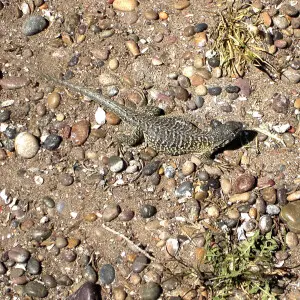 Liolaemus pictus - факти, дієта, ареал і фотографії на Animalia.bio