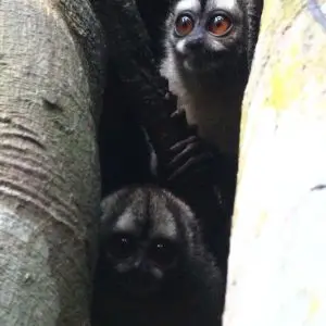 Panamanian Night Monkey - Facts, Diet, Habitat & Pictures on Animalia.bio