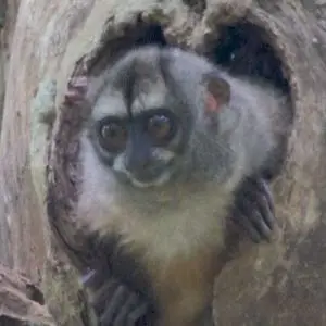 Panamanian Night Monkey - Facts, Diet, Habitat & Pictures on Animalia.bio
