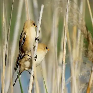 Bearded reedling - Facts, Diet, Habitat & Pictures on Animalia.bio