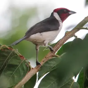 Masked cardinal - Facts, Diet, Habitat & Pictures on Animalia.bio